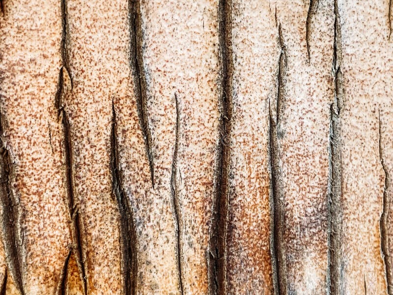 Palm Tree Texture, Palm Tree Trunk. Tropical Texture Stock Image ...