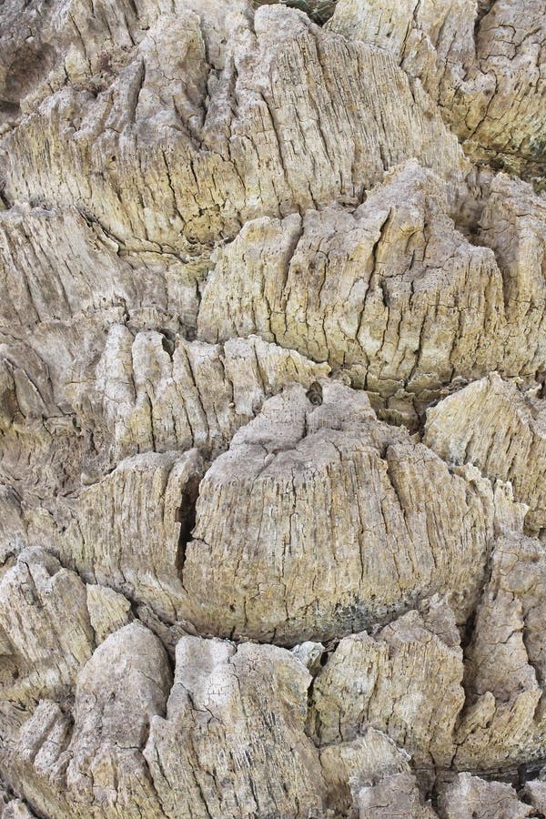 Palm tree texture stock image. Image of gray, aging, texture - 67196217
