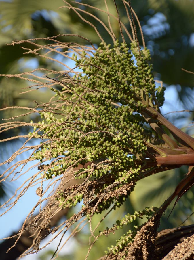 Palm Tree in Thailand, Palm Seeds Stock Image - Image of fruit, tree ...