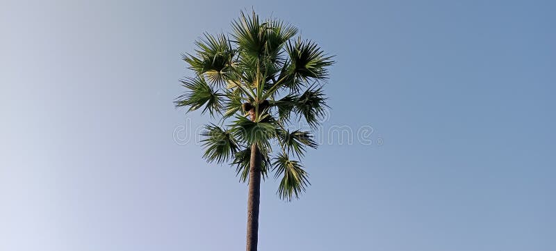 Palm tree -thati chettu stock image. Image of tree, local - 242265279