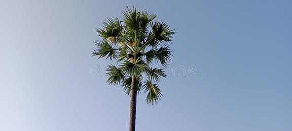 Palm tree -thati chettu stock image. Image of tree, local - 242265279