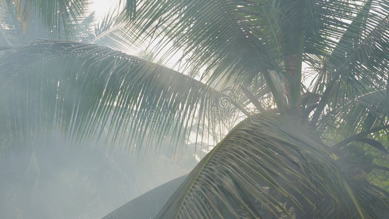 Palm Tree in Thick Smoke. Light Breaks through Branches of Palm Trees ...