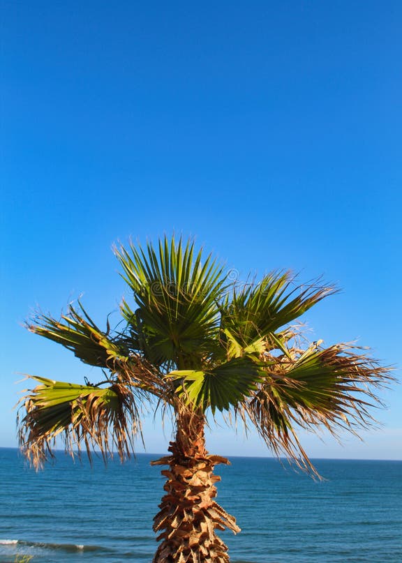 Palm Tree Throw Sea and Blue Sky Stock Image - Image of tree, throw ...