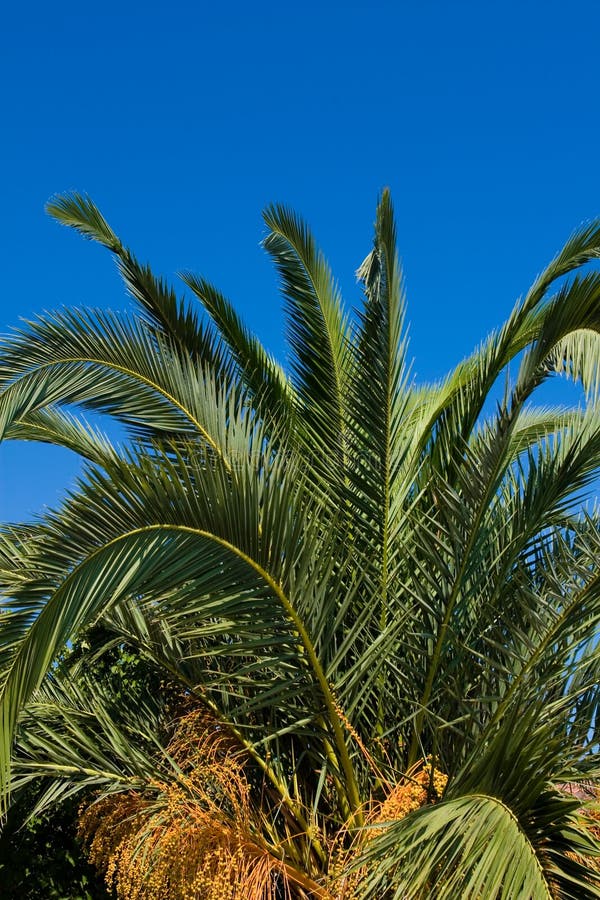 Palm tree garden stock image. Image of garden, tropical - 4884315