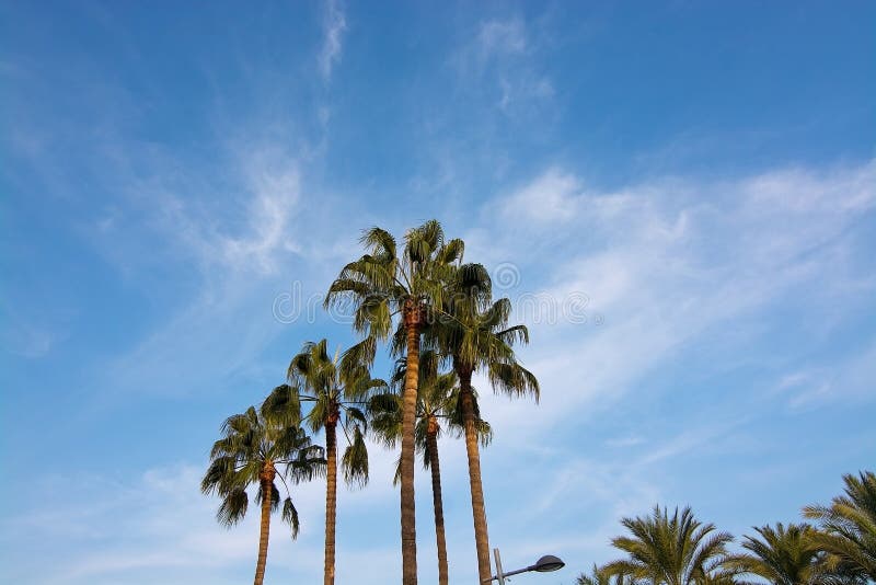 Palm Tree Top Against Blue Skies Stock Image - Image of tops, outdoors ...