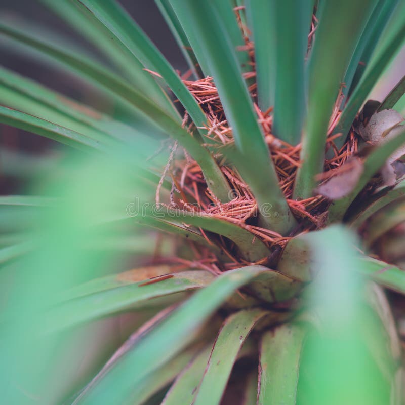 Palm Tree Top with Leaves, Macro Photo Stock Photo - Image of floral ... Palm Tree Top with Leaves, Macro Photo Stock Photo - Image of floral ...