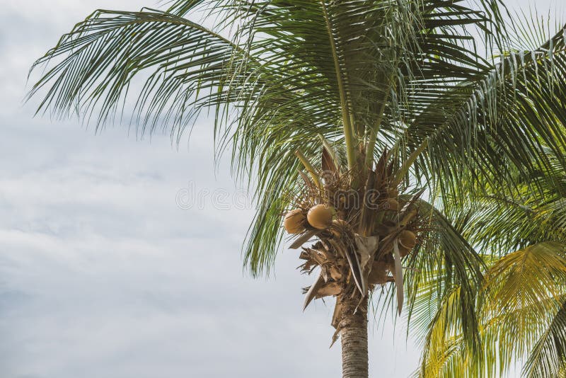Palm tree top stock photo. Image of plant, green, leaf - 243487786