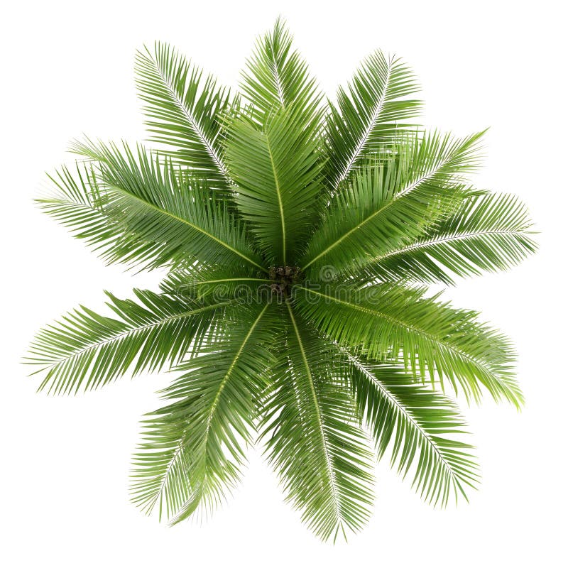 Palm Tree Top View Stock Illustrations – 11,592 Palm Tree Top View ...