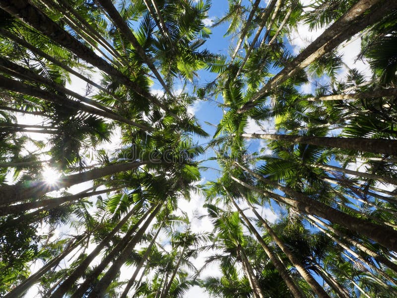 Multiple Palm Trees and Sun Stock Photo - Image of multiple ...