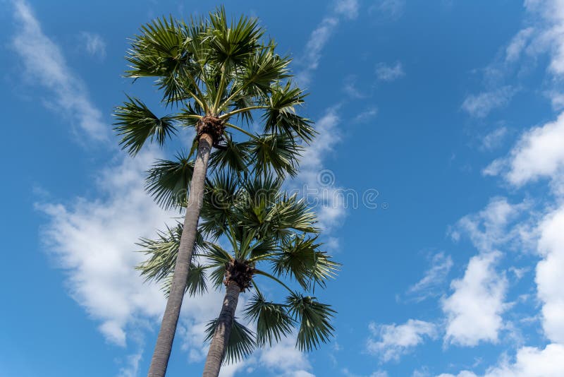 Palm Tree Tops and Blue Sky Stock Image - Image of plant, wind: 201923751