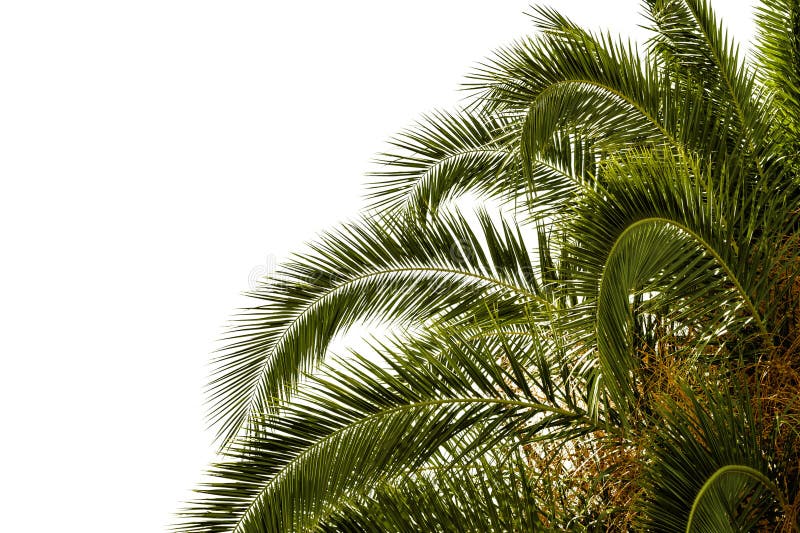 A Palm Tree on a Transparent Background Stock Image - Image of ...