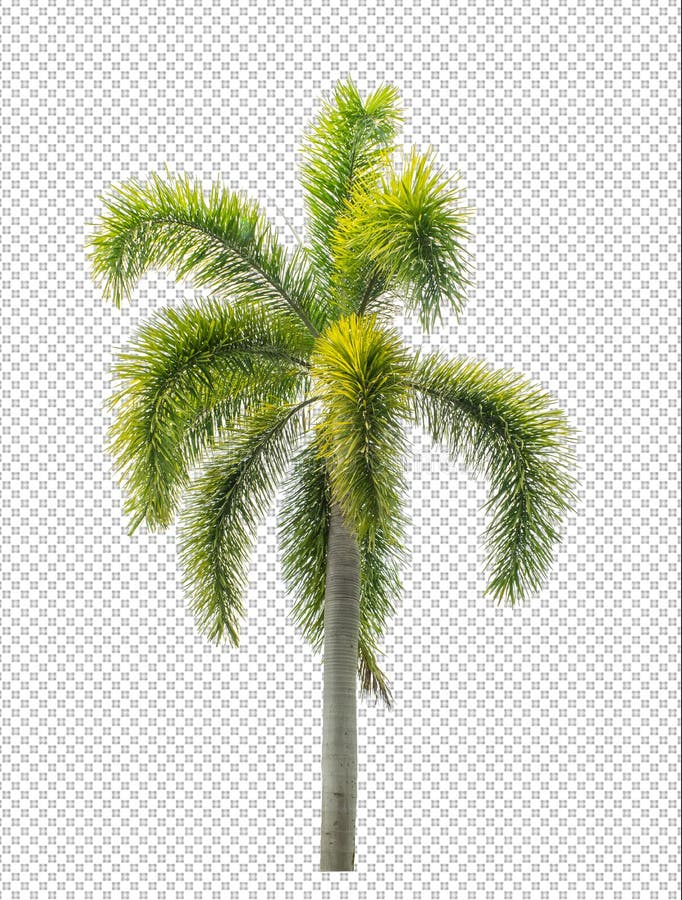 Palm Tree on Transparent Picture Background with Clipping Path, Single ...