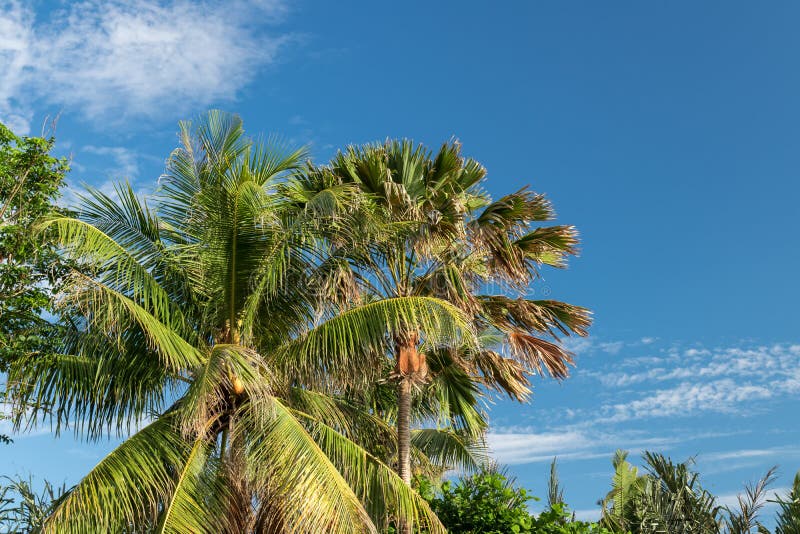 Palm Tree on a Tropical Bali Island, Indonesia. Stock Photo - Image of ...
