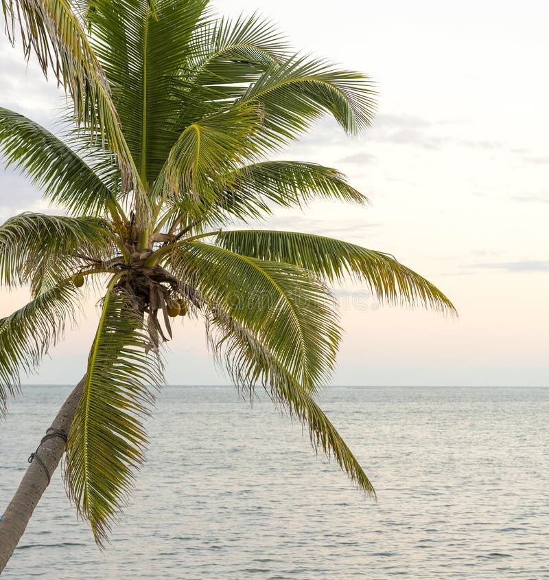 Palm Tree Over Ocean stock image. Image of vacation - 117750913