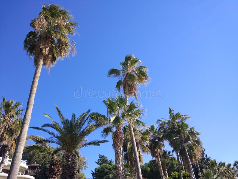Big Palmier Trees on the Beach Stock Photo - Image of empty, citrus ...
