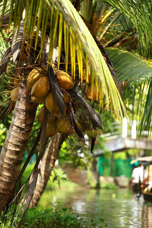 Palm Tree Tropical Forest in Backwater of Kochin, Kerala, India Stock ...