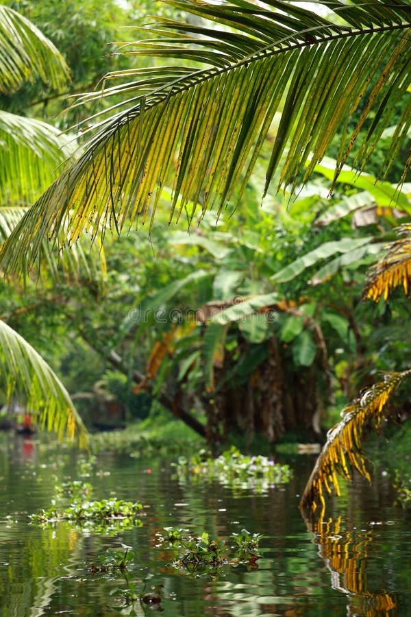 Palm Tree Tropical Forest in Backwater of Kochin, Kerala, India Stock ...