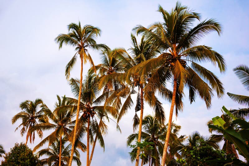 Palm Tree Tropical Forest, Vacation and Tourism Concept Stock Photo ...