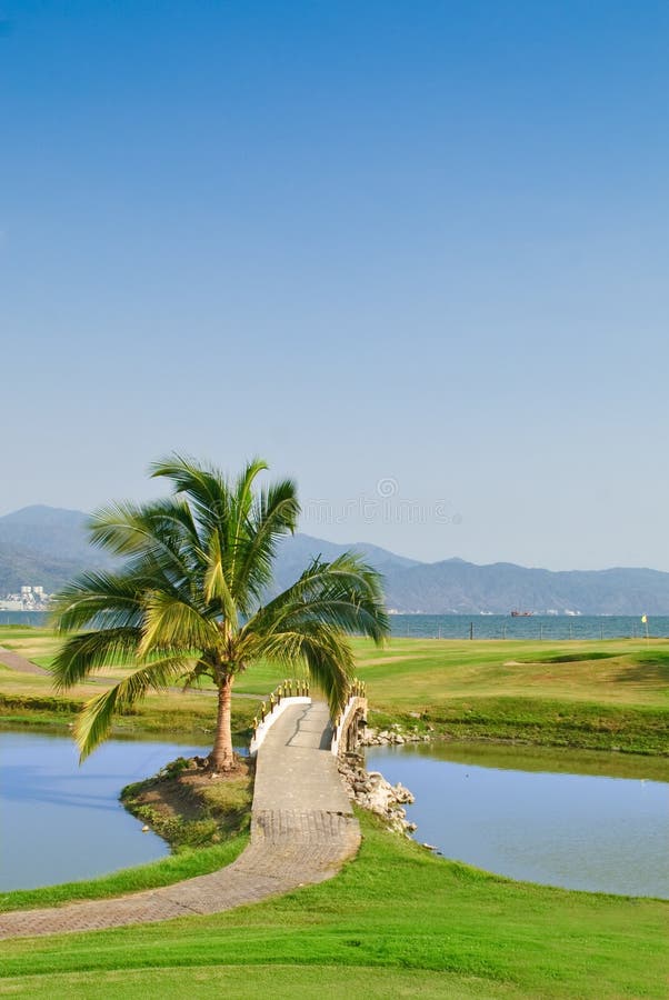 Palm Tree on Tropical Golf Course Stock Image - Image of fitness ...