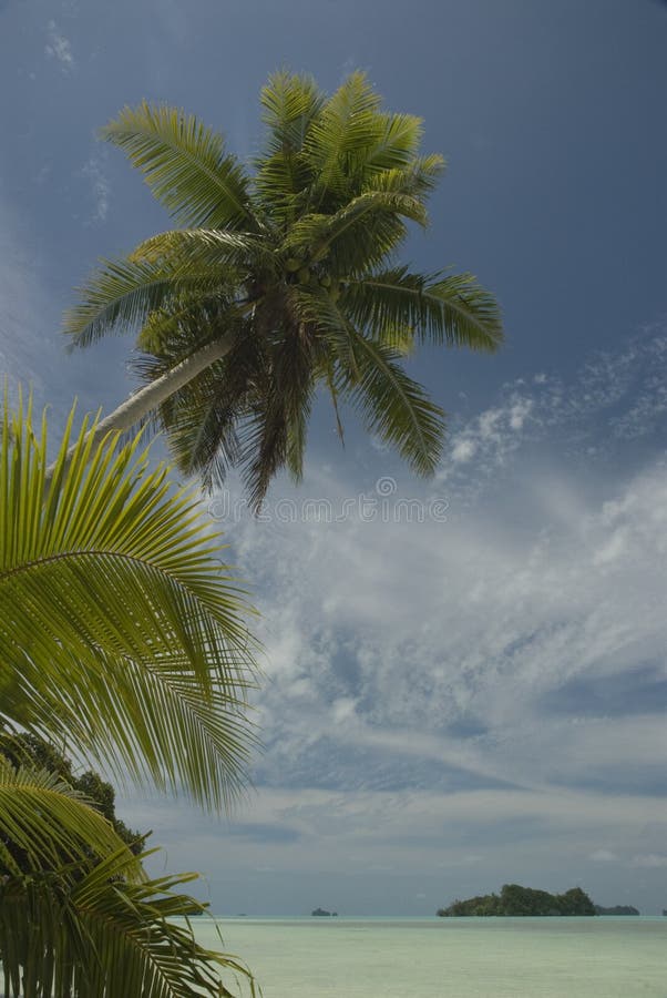 Palm Tree and Tropical Lagoon Stock Image - Image of horizon, tree ...
