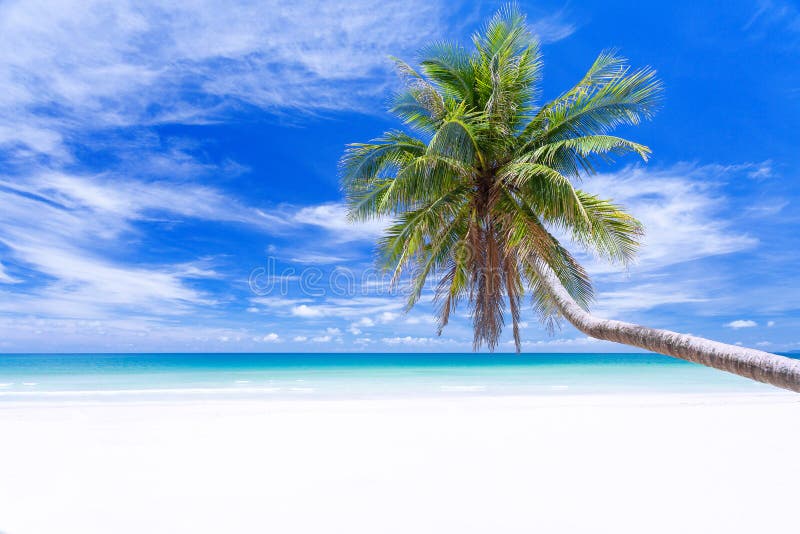 Palm Tree on Tropical Paradise Beach with Turquoise Blue Water and Blue ...