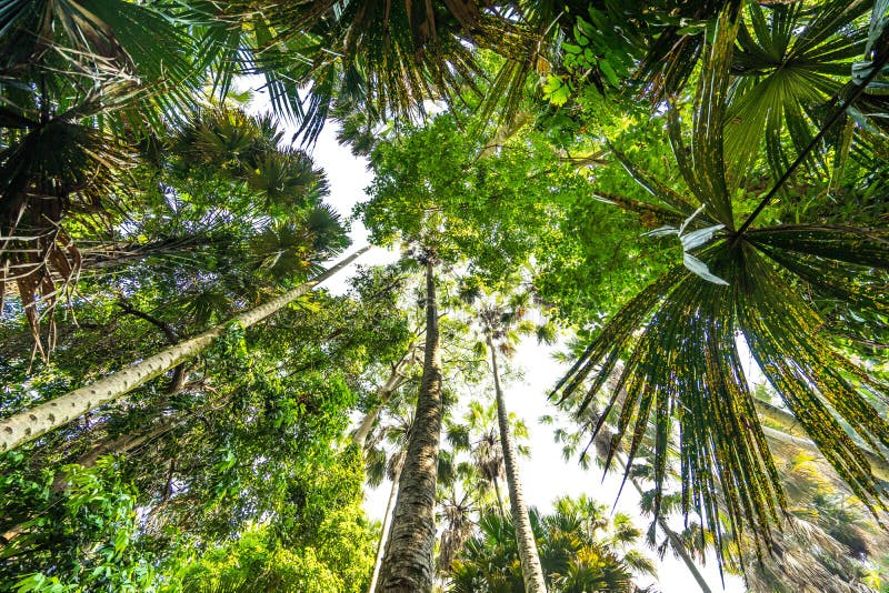 Palm Tree in Tropical Rainforest Stock Photo - Image of foliage, forest ...