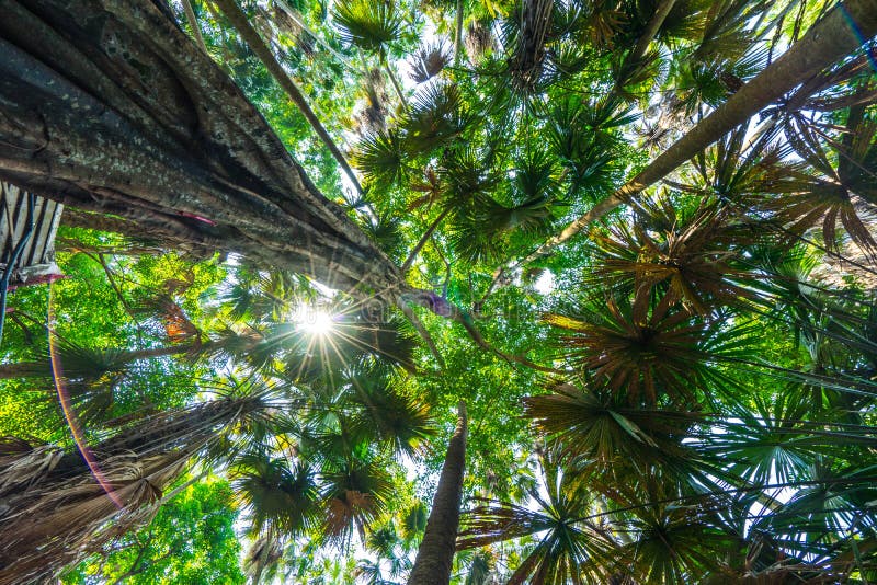 Palm Tree in Tropical Rainforest Stock Photo - Image of natural ...