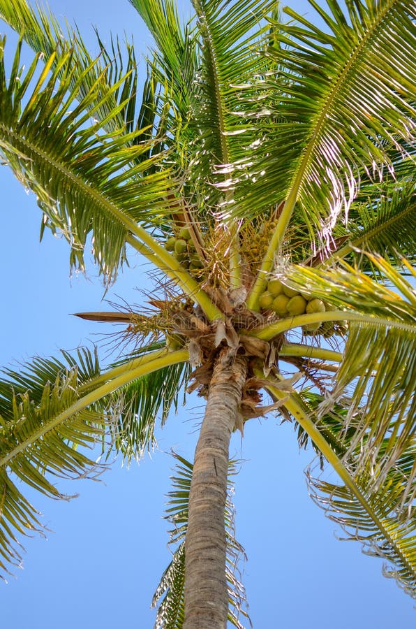 Palm Tree at the Tropical Resort on Sunny Day Stock Image - Image of ...