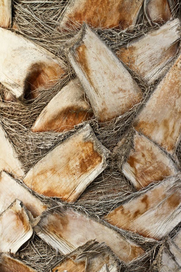 Palm tree trunk stock photo. Image of trunk, palm, plant - 20791448