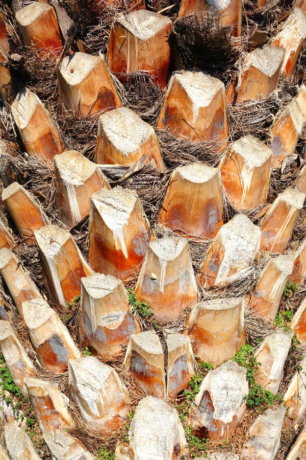 Palm Tree Trunk stock photo. Image of ancient, pattern - 3147138