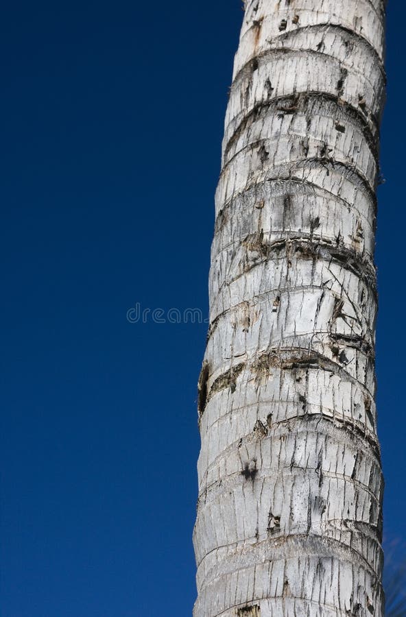 Palm Tree Trunk Picture. Image: 4395187