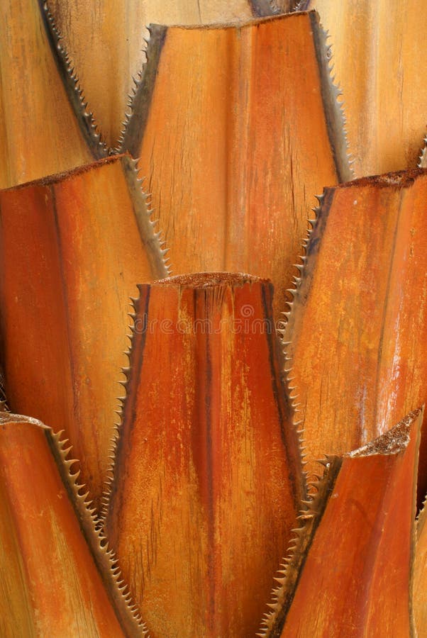 59+ Trunk detail palm tree Free Stock Photos - StockFreeImages 59+ Trunk detail palm tree Free Stock Photos - StockFreeImages