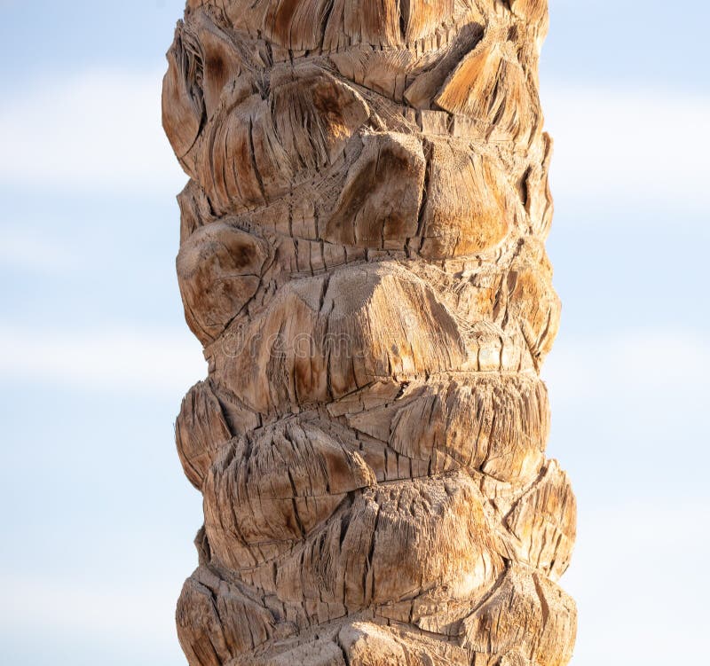 Palm Tree Trunk Against the Blue Sky. Stock Photo - Image of natural ...