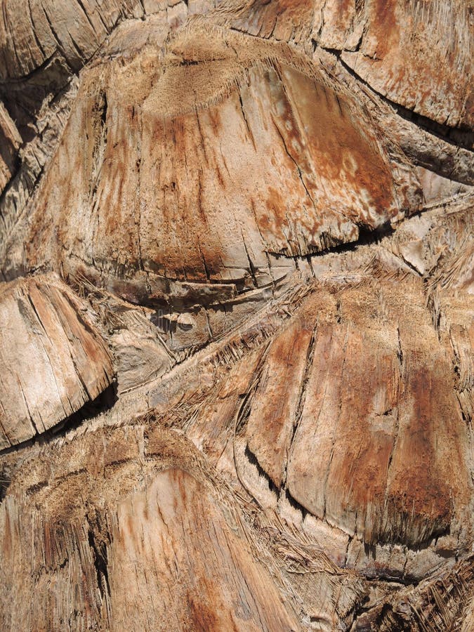 Palm tree trunk stock image. Image of background, plant - 48231265