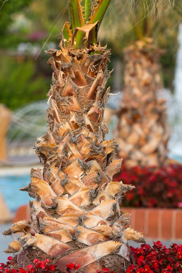 Palm tree trunk. stock photo. Image of background, subtropical - 26592836