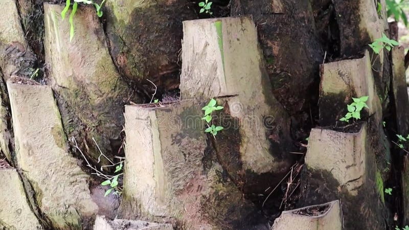 Texture of dates outdoors stock video. Video of gourmet - 128466197