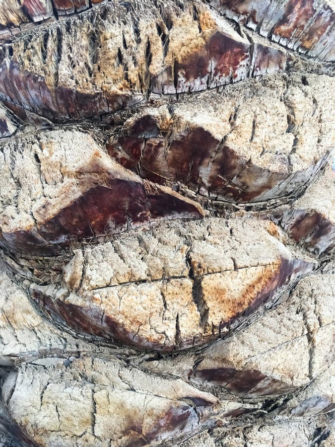 Palm Tree Trunk Close Up Texture. Natural Exotic Botanic Background ...