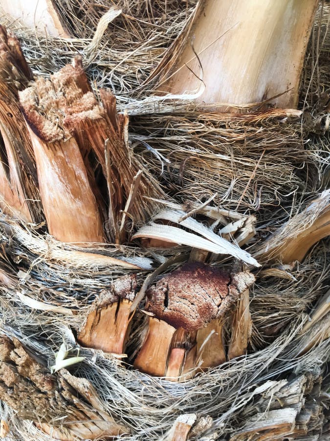 182 Seamless Palm Tree Trunk Texture Stock Photos - Free & Royalty-Free ...