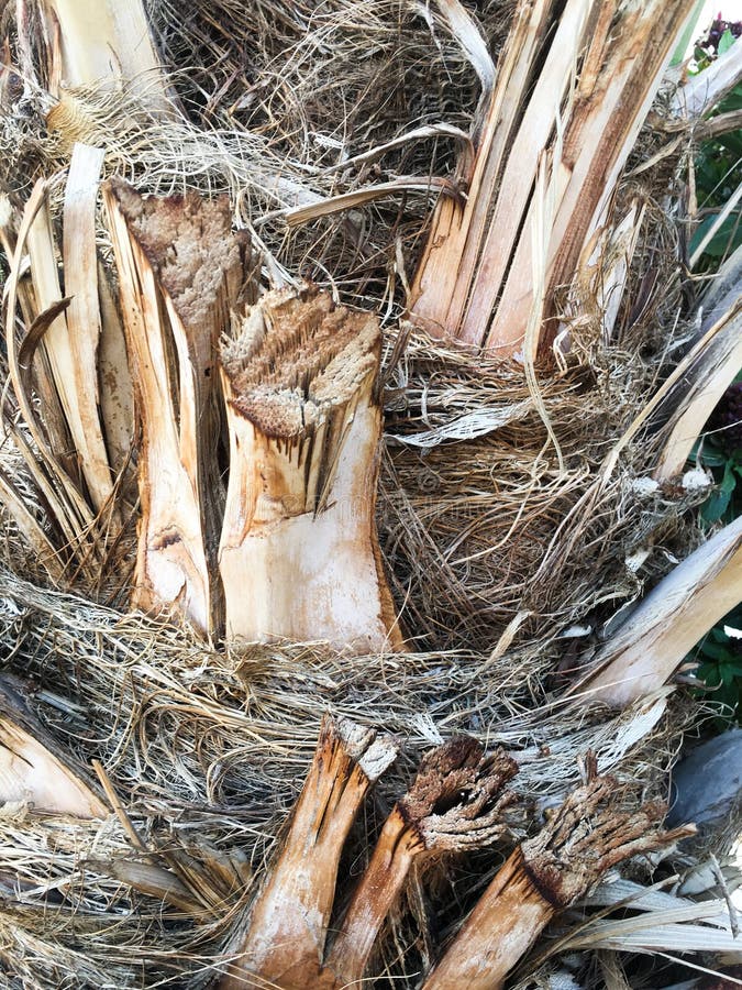 182 Seamless Palm Tree Trunk Texture Stock Photos - Free & Royalty-Free ...