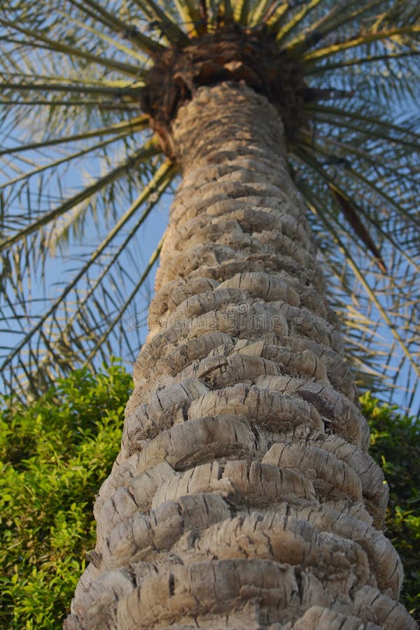 Palm Tree Trunk Closeup. Juicy Green Stock Image - Image of palm ... Palm Tree Trunk Closeup. Juicy Green Stock Image - Image of palm ...