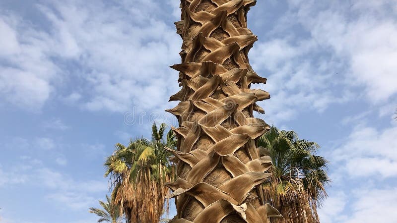 Palm Tree Trunk and Cloud Sky in Memphis, Egypt. Stock Photo - Image of ...