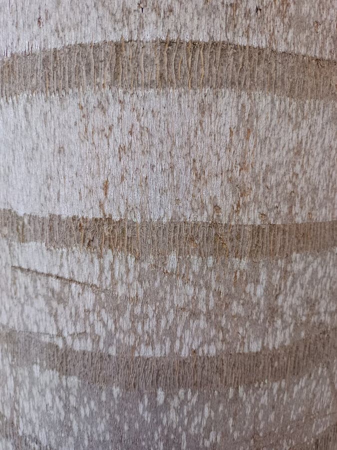 Palm Tree Trunk Fiber. Unique Texture Stock Image - Image of texture ...