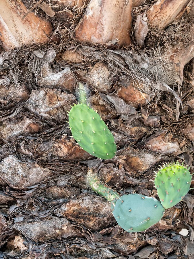 Cactus Growing on a Palm Tree Stock Photo - Image of floral, arizona ...