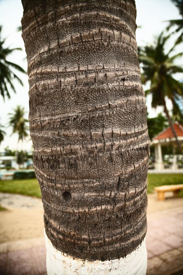 Palm Tree Trunk at a Resort with a Copy Space for a Notice Stock Photo ...