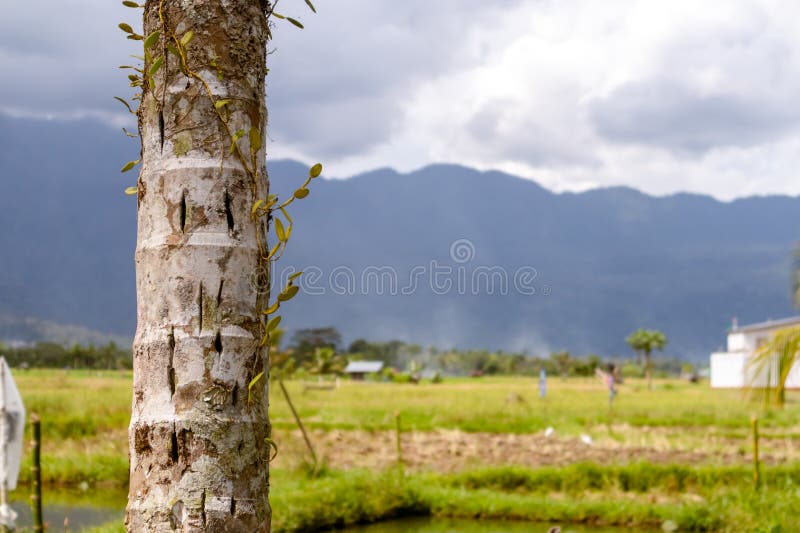 A Palm Tree Trunk with Rice Fields and Hills in the Village As a ...