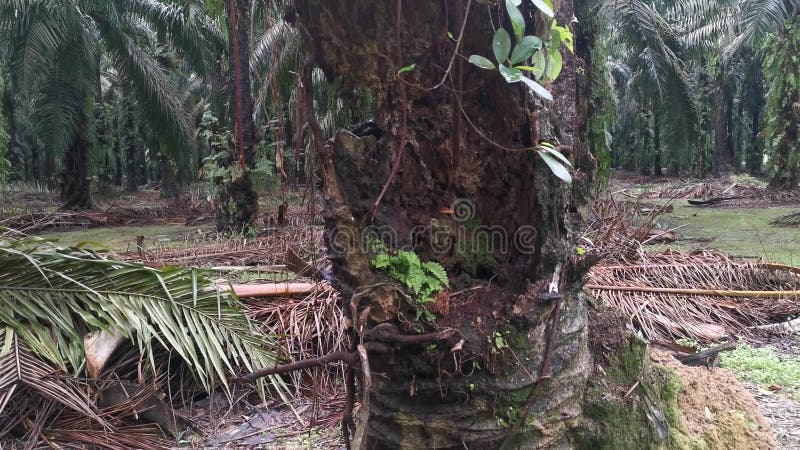 The Palm Tree Trunk Rotting with a Hole. Stock Footage - Video of dead ...