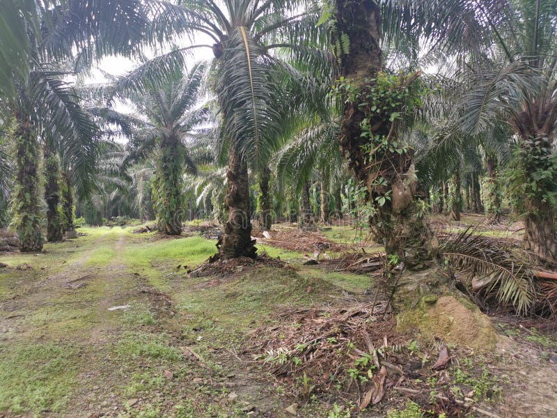 The Palm Tree Trunk Rotting with a Hole. Stock Photo - Image of palm ...