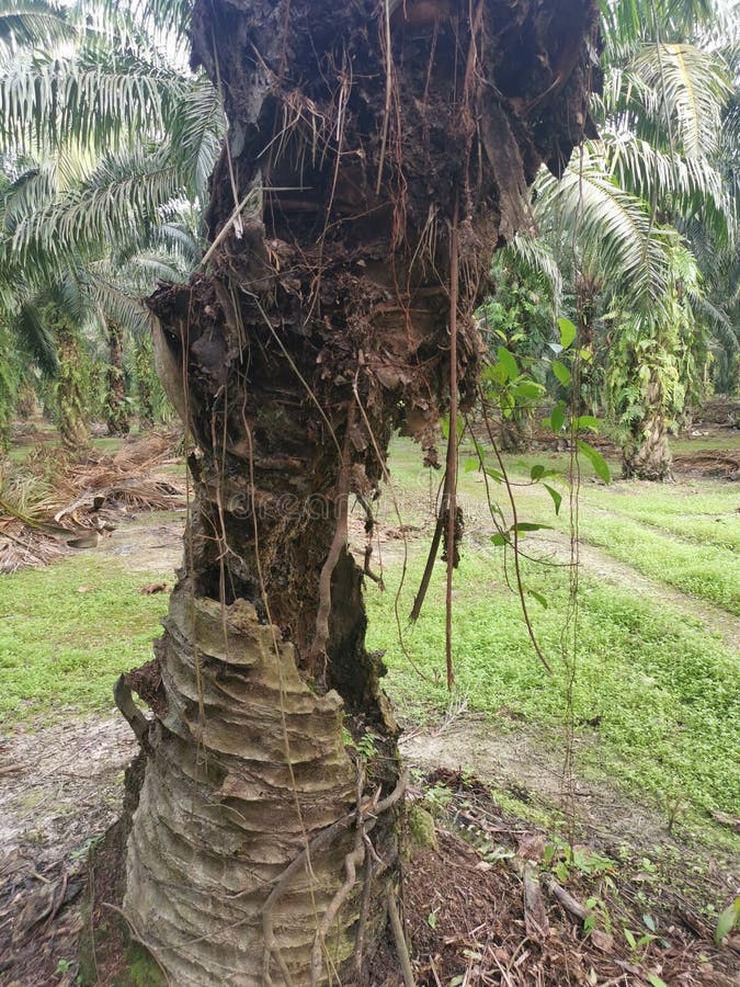 The Palm Tree Trunk Rotting with a Hole. Stock Photo - Image of bark ...