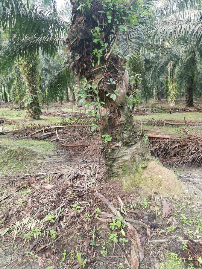 The Palm Tree Trunk Rotting with a Hole. Stock Image - Image of forest ...