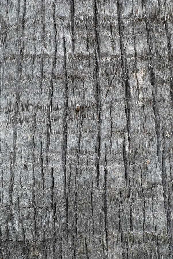 Palm tree trunk texture stock image. Image of crusty - 15387027